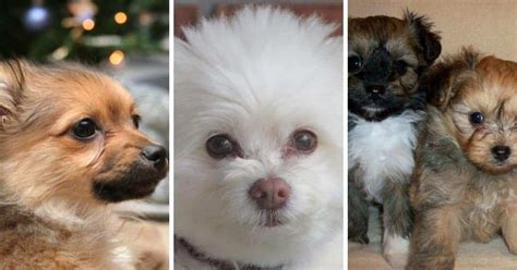 Pomapoo Dog Breed Info Pomeranian Poodle Mix