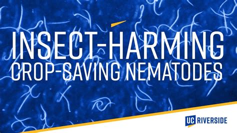 Is This New Nematode Species The Key To Sustainable Pest Control Youtube