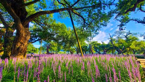 성주 성밖숲 맥문동 꽃 만개 서울경제