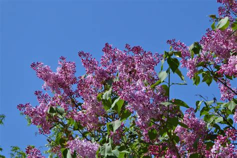 Картинки весна природа сирень (70 фото)