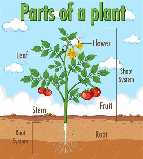 Basic Plant Diagram