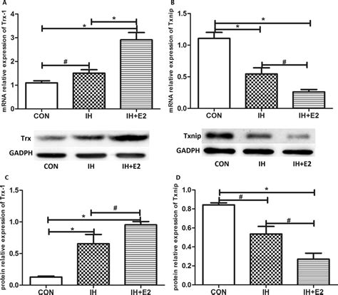 Estradiol Increased Trx 1 And Reduced Txnip Expressions A The Mrna Download Scientific