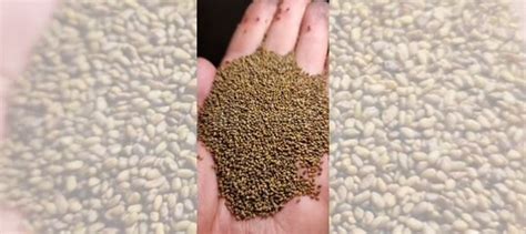 Семена люцерны купить в Саранске Товары для дома и дачи Авито