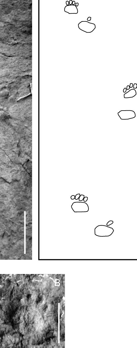 Field Photograph Of Uncollecting Slab A And Interpretative Line Download Scientific Diagram