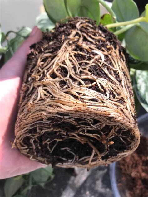 Root Porn Top Root Bound Plants Potting Around