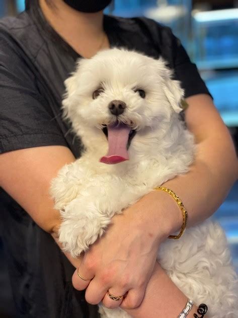 울산 2021 0021 말티즈 공이 책임분양 울산강아지분양 요크셔테리어분양가 새끼강아지분양 잉글리쉬불독 천안고양이분양 가정강아지분양 강아지입양 보더콜리 강아지무료분양