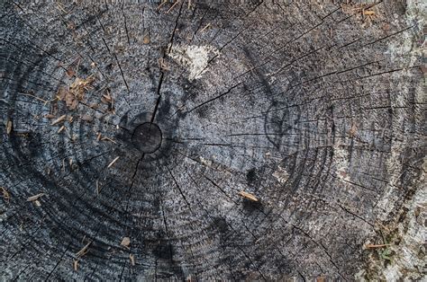Tree Stump Rings Free Photo On Pixabay Pixabay