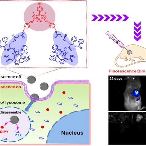 Schematic Illustration Of The Self Assembled Nanoparticles From The