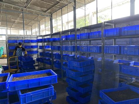 Feeding Poultry With Insects This Project Solves Garbage Agrarian