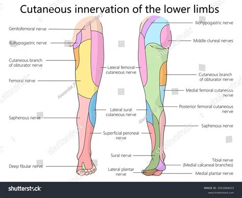 Lower Extremity Peripheral Nerve Map