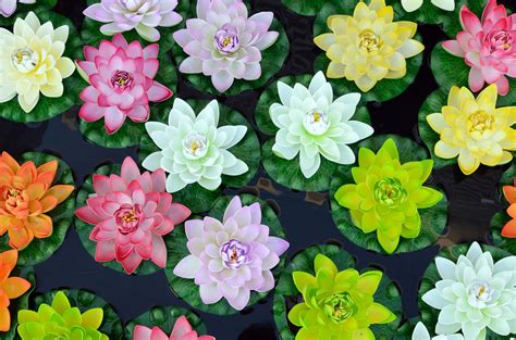 Japanese Lotus Flower Color Meaning At Maria Buck Blog