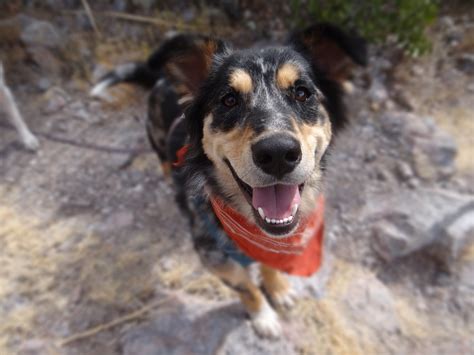 Meera Arribada Open Source Technology For Wildlife People And Planet