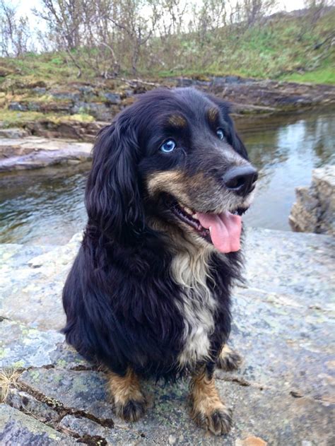 Unleashing The Cocker Spaniel German Shepherd Mix A Comprehensive