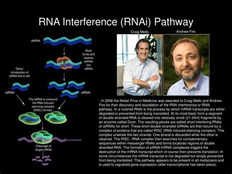 Ppt Rna Interference Rnai Pathway Powerpoint Presentation Free Download Id 2210039