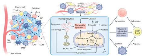 前沿综述 肿瘤与衰老的共同表现：代谢障碍，代谢重编程（代谢修复）是慢病防治关键 瑞士领誉医疗官方网站：您的欧洲私人医生！