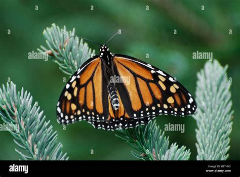 Monarch Butterfly Danaus Plexippus Stock Photo Alamy