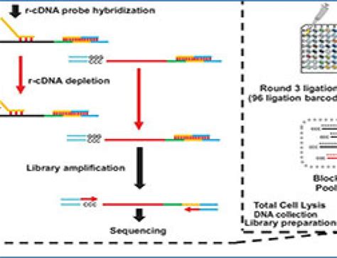 A Detailed Protocol For Stranded Rna Sequencing Rna Seq Blog