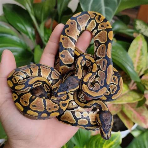 Harga Python Jinak Terbaru Agustus 2023 Biggo Indonesia