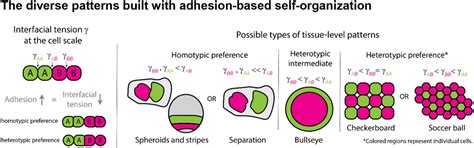 Adhesion Based Self Organization In Tissue Patterning Pmc