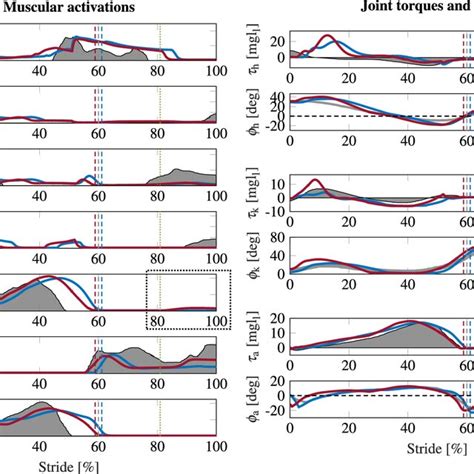 Walking On Flat Terrain Muscular Activations Joint Torques And Download Scientific Diagram