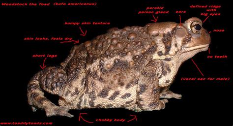 Toad Vs Frog Biology How To Tell A Frog From A Toad How To Tell The Difference Between Frogs
