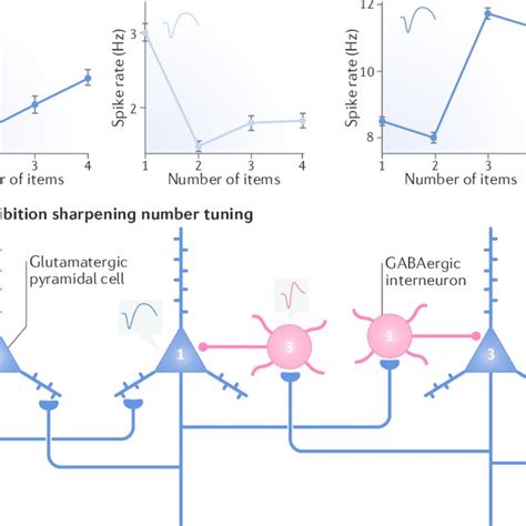 Pdf The Neuronal Code For Number