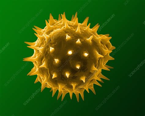 Flower Pollen Microscope