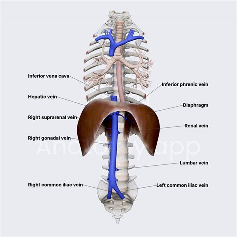 Inferior Vena Cava Ivc Anatomyapp