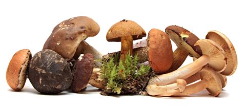 Еноки Enoki вкусната гъба която лекува Chef And Gastro образователна програма за гастро и