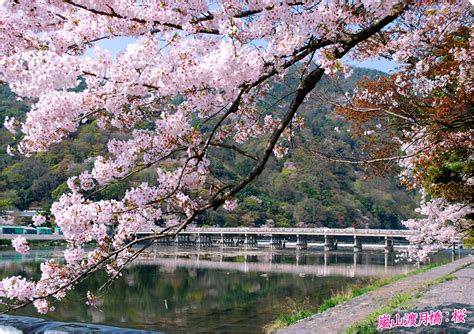 嵐山の桜