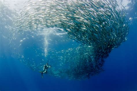 Socorro Island What You Need To Know
