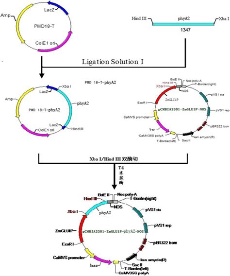 The Process Of The Construction Of Plant Expression Vector Download