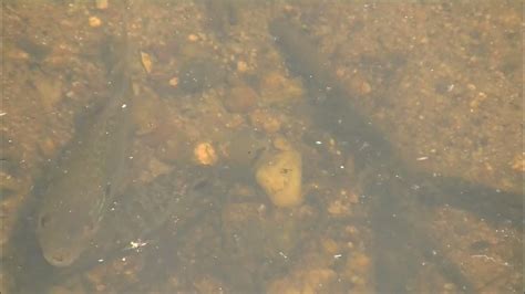 Sunfish Sex Youtube