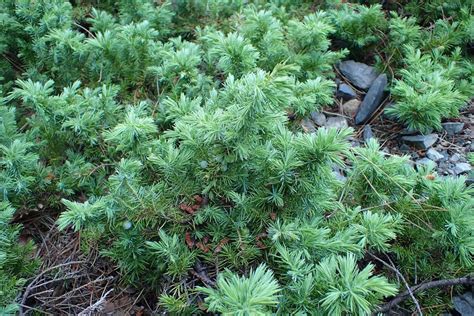 Buy Juniperus Emerald Ruffles Plants Free Shipping Over 150