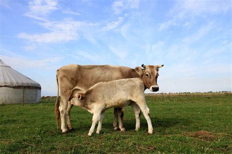 牛犊反复拉稀怎么办，牛拉肚子怎么治腹泻