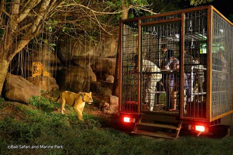 Promo Bali Night Safari Murah Harga Termurah Di Korina Tour