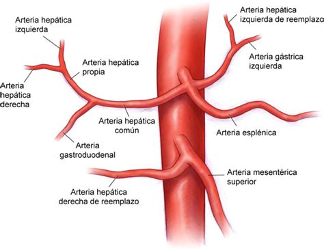 Arteria Hepática Común Anatomía Homo Medicus