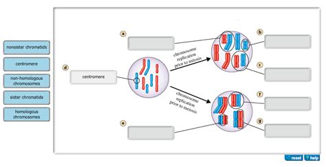 Label Chromosome Replication