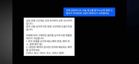 커플유튜버 다나나 고양이 청소업체 부주의로 무지개다리 건넜대 인스티즈 Instiz 이슈 카테고리