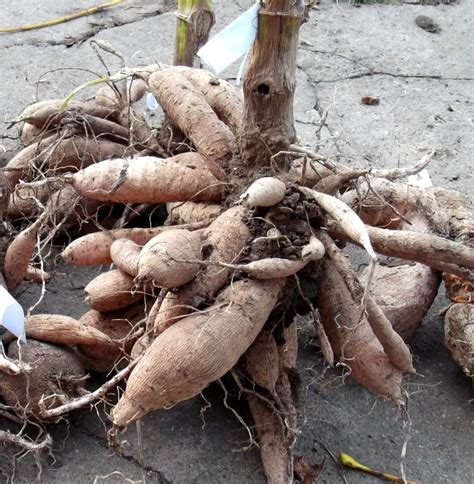 Хранение георгин зимой | Агропромышленный вестник