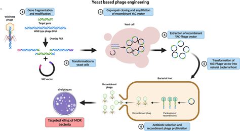 Yeast‐based Phage Engineering 1 The Polymerase Chain Reaction