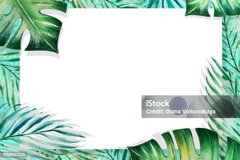 열대 잎의 아름다운 프레임입니다 몬스타 야자수 수채화 그림입니다 0명에 대한 스톡 벡터 아트 및 기타 이미지 0명 공란 공휴일 Istock