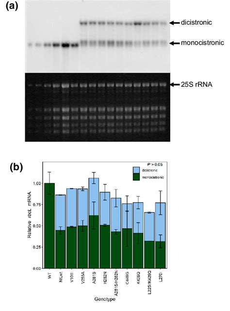 Rna Blot Analyses Of The Rbcl Transcripts In Tobacco Transformants With