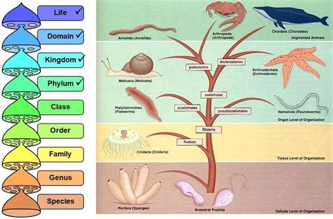 The Animal Kingdom And Its Phyla