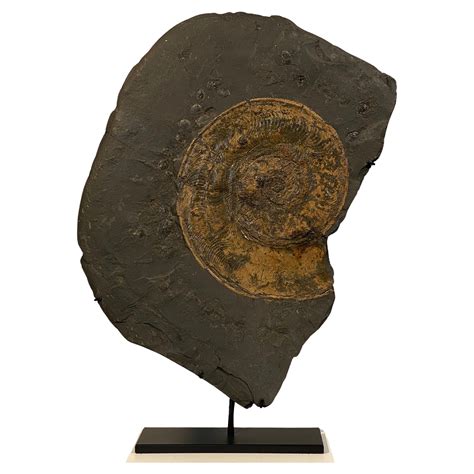 Iridescent Ammonite Fossil For Sale At 1stdibs Ammonite Fossil Price Ammonite Fossil Meaning