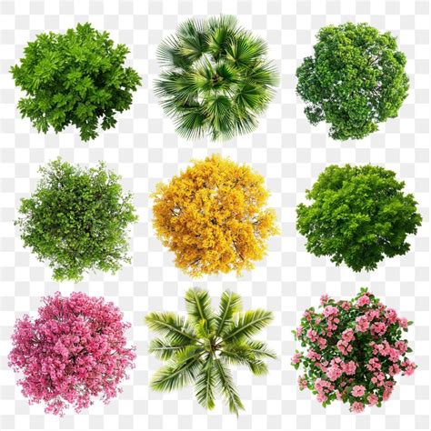 Tree Plan Png Images Free Photos Png Stickers Wallpapers And Backgrounds Rawpixel