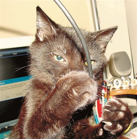 Как да откажем котката от дъвченето на кабели Български Фермер