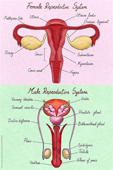 Female And Male Reproductive System Illustration With Labelled Parts By Stocksy Contributor