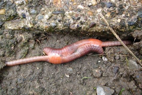Urban Homesteading And The Single Girl Worms Are Hermaphrodites And Other Sexy Things