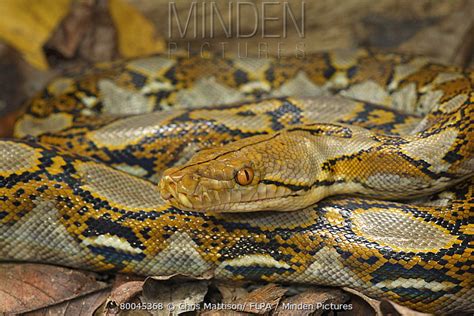 Reticulated Python Island Specis Reticulated Python Island Specis